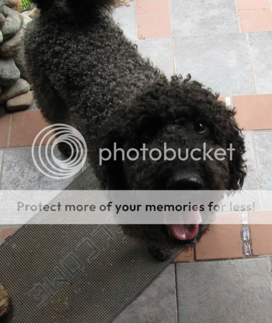 Melanistic Mask? | Labradoodle Forums