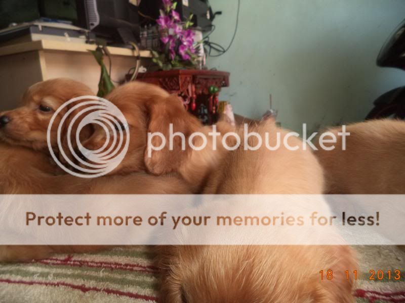 Chó - - Cocker spainel - lông xoắn - cực cool ^^ | 5giay