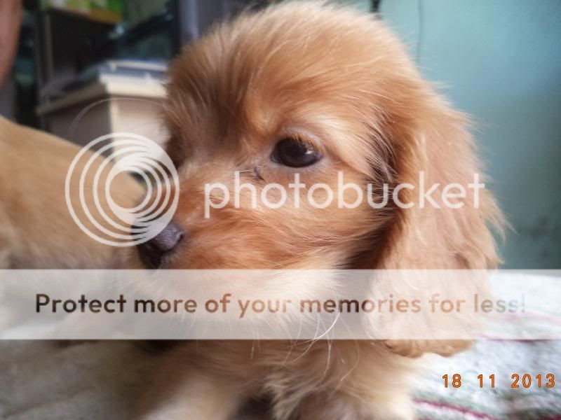 Chó - - Cocker spainel - lông xoắn - cực cool ^^ | 5giay