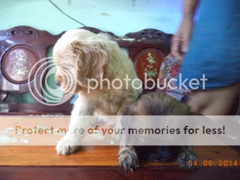 Chó - - Cocker spainel - lông xoắn - cực cool ^^ | 5giay