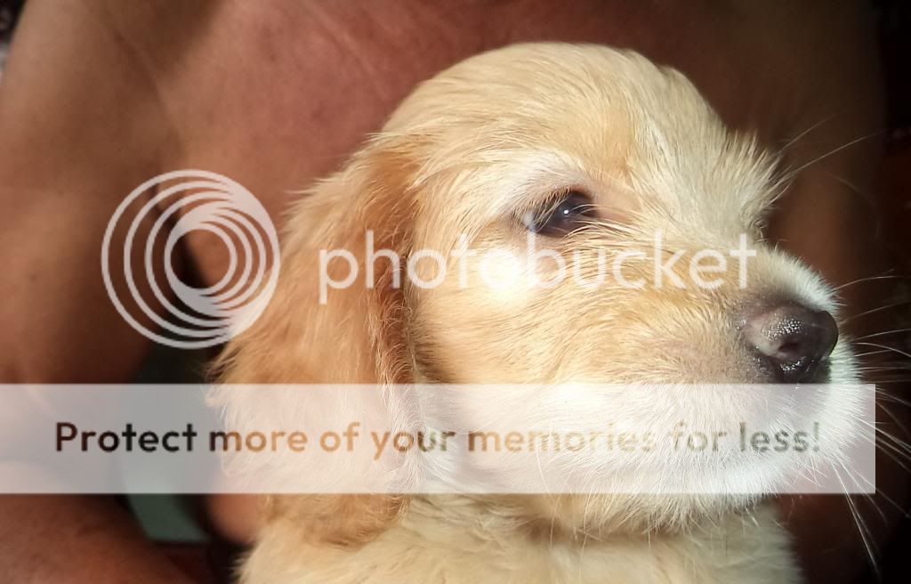 Chó - - Cocker spainel - lông xoắn - cực cool ^^ | 5giay