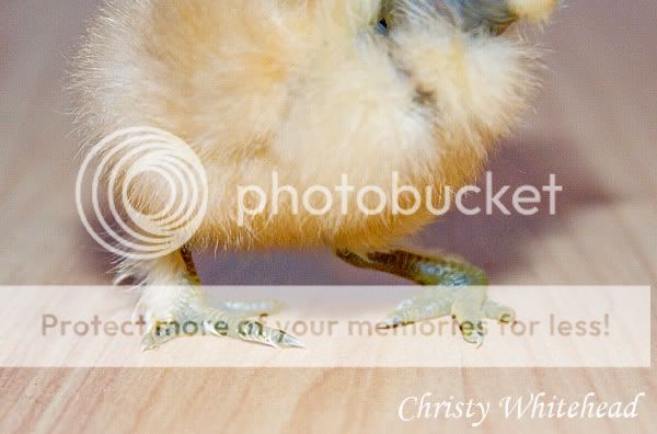 Spraddle leg or deformity? PICS | BackYard Chickens - Learn How to ...